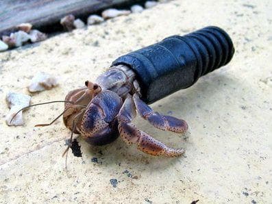 13 Funny Pictures Of Crustaceans That Made Their Shells Out Of Trash