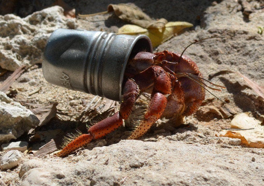 13 Funny Pictures Of Crustaceans That Made Their Shells Out Of Trash