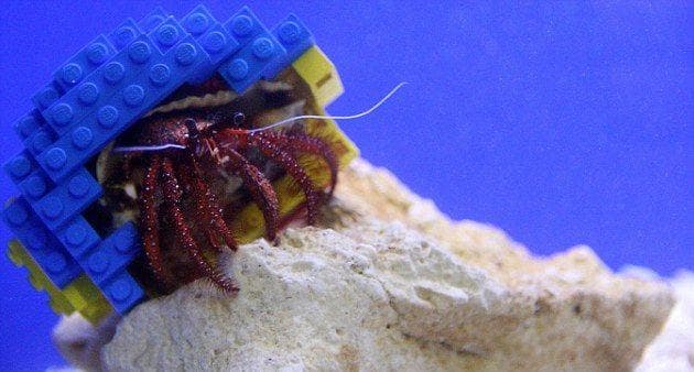 16 Funny Pictures Of Crustaceans That Made Their Shells Out Of Trash