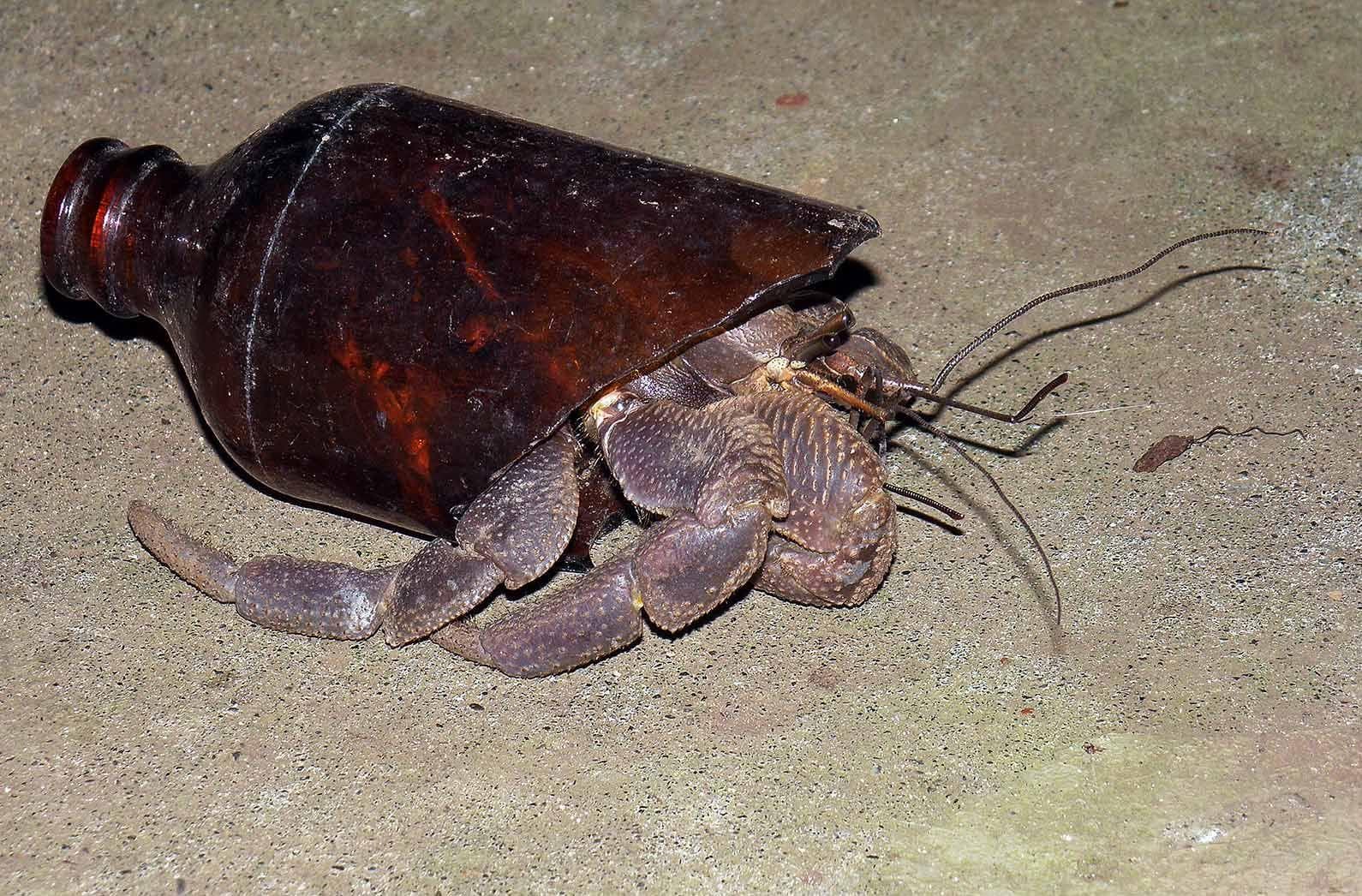 13 Funny Pictures Of Crustaceans That Made Their Shells Out Of Trash