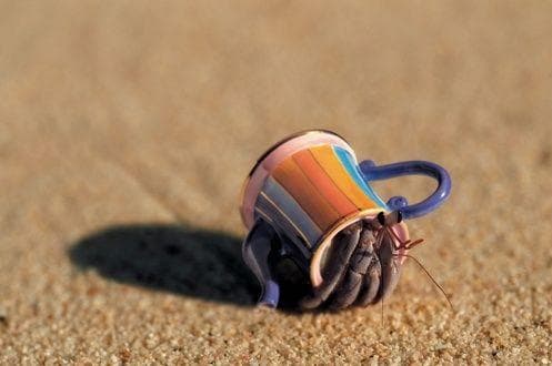 13 Funny Pictures Of Crustaceans That Made Their Shells Out Of Trash