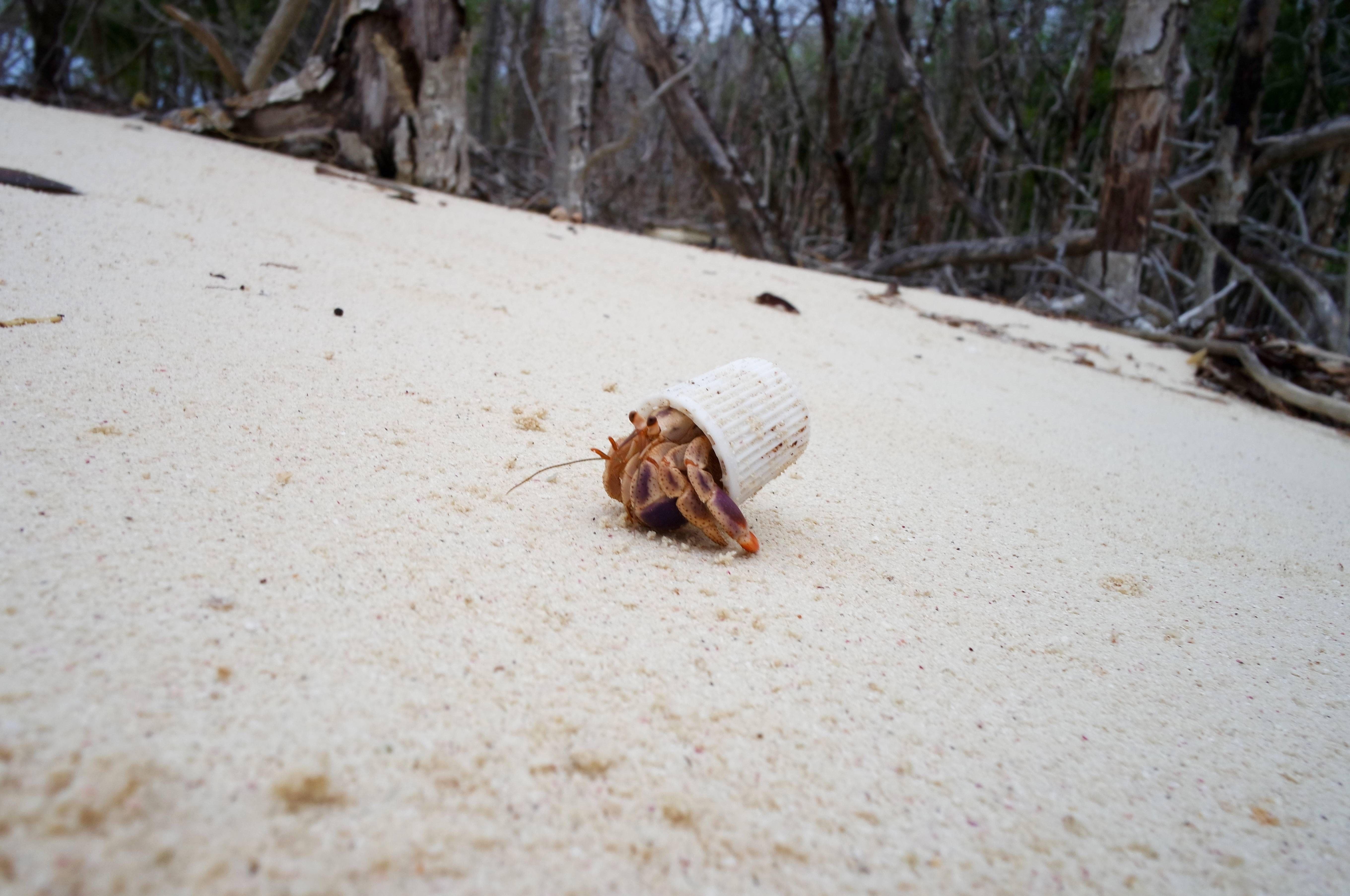 13 Funny Pictures Of Crustaceans That Made Their Shells Out Of Trash