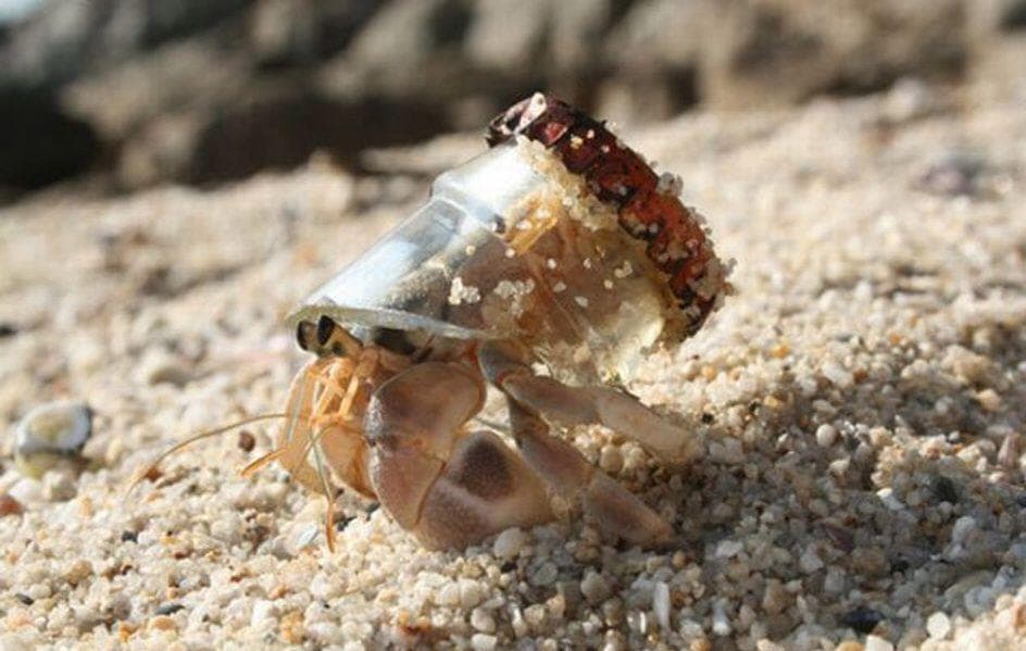 13 Funny Pictures Of Crustaceans That Made Their Shells Out Of Trash