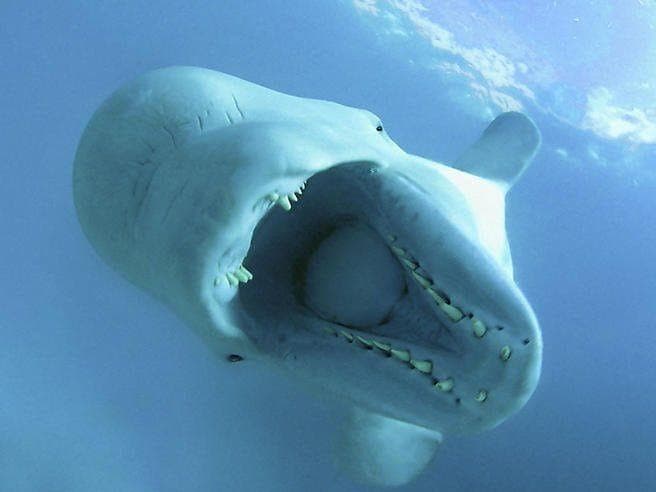 17 Creepy Photos Of Beluga Whales And Manatees