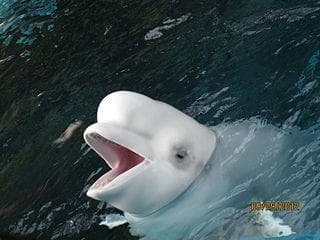 17 Creepy Photos Of Beluga Whales And Manatees