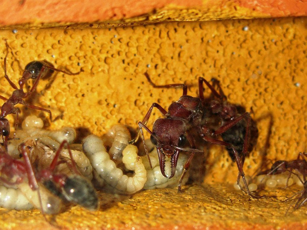 11 Terrifying Facts About Zombie Ants
