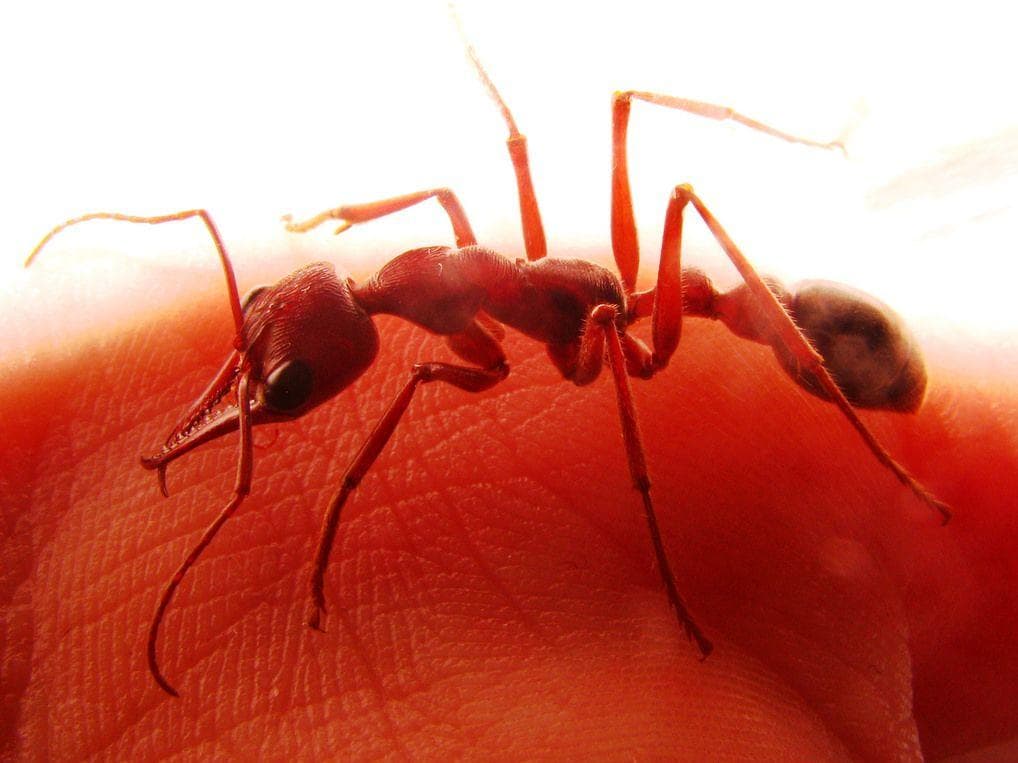 11 Terrifying Facts About Zombie Ants