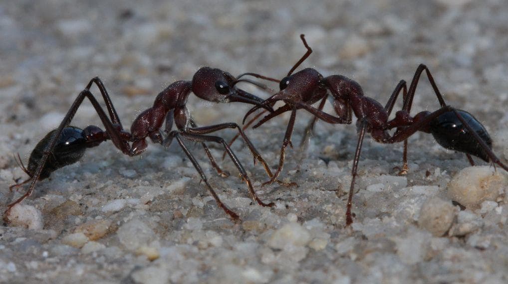 11 Terrifying Facts About Zombie Ants
