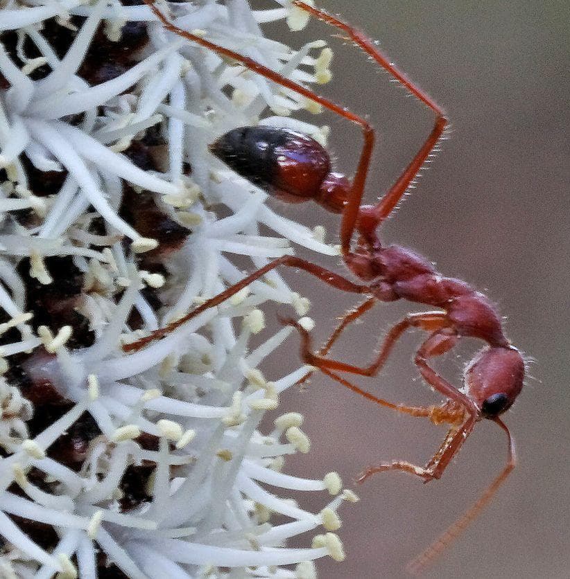 11 Terrifying Facts About Zombie Ants
