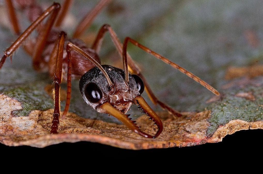 11 Terrifying Facts About Zombie Ants
