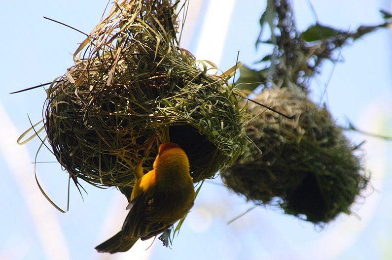 25 Incredible Animal Nests That Are Nicer Than Your Studio Apartment