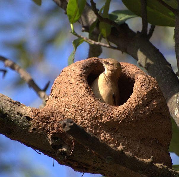 25 Incredible Animal Nests That Are Nicer Than Your Studio Apartment
