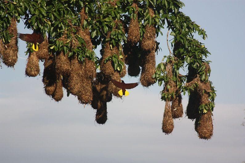 25 Incredible Animal Nests That Are Nicer Than Your Studio Apartment