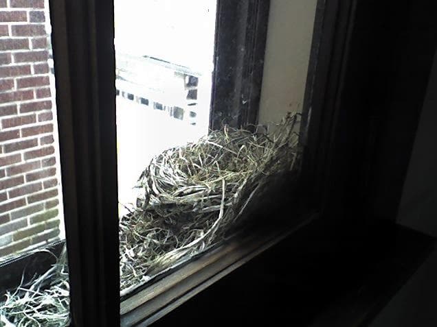 25 Incredible Animal Nests That Are Nicer Than Your Studio Apartment