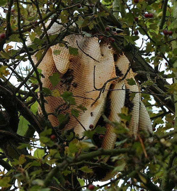25 Incredible Animal Nests That Are Nicer Than Your Studio Apartment