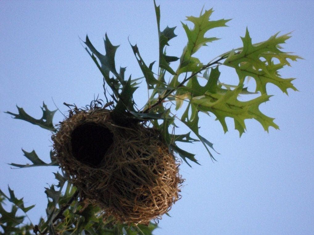 25 Incredible Animal Nests That Are Nicer Than Your Studio Apartment