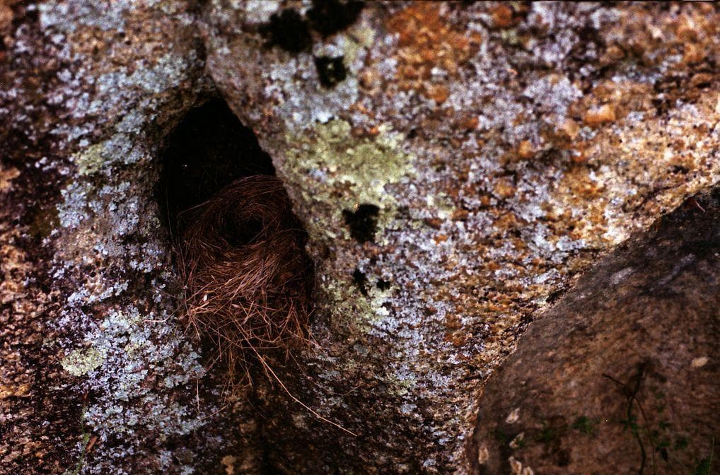 25 Incredible Animal Nests That Are Nicer Than Your Studio Apartment