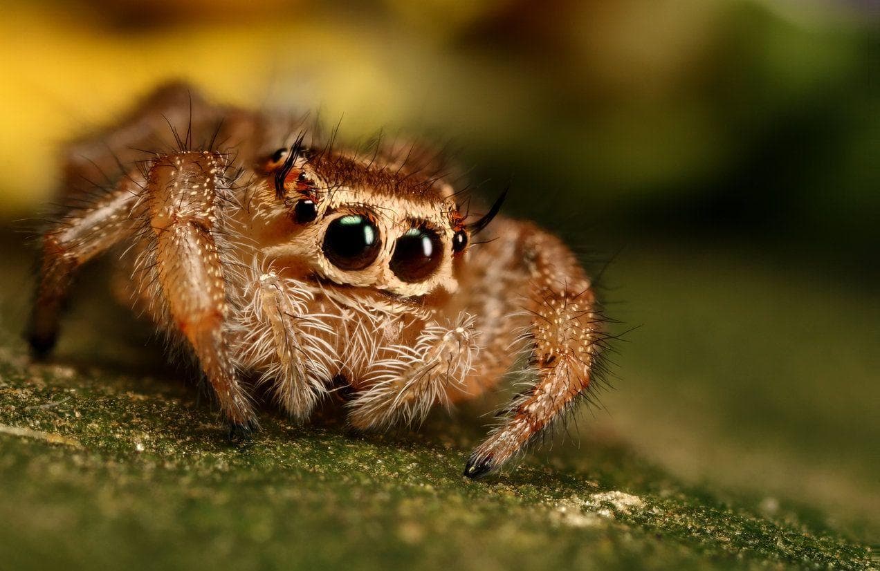 12 Cute Lil Spiders That'll Cure Your Arachnophobia (Photos)