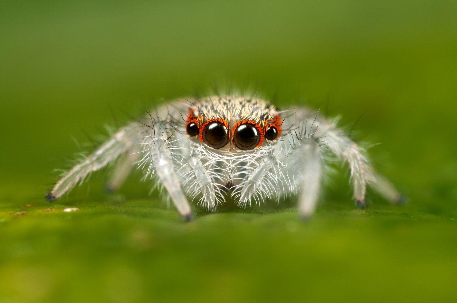 12 Cute Lil Spiders That'll Cure Your Arachnophobia (Photos)