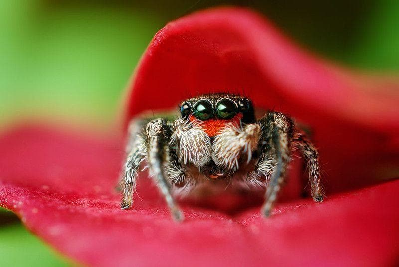 12 Cute Lil Spiders That'll Cure Your Arachnophobia (Photos)