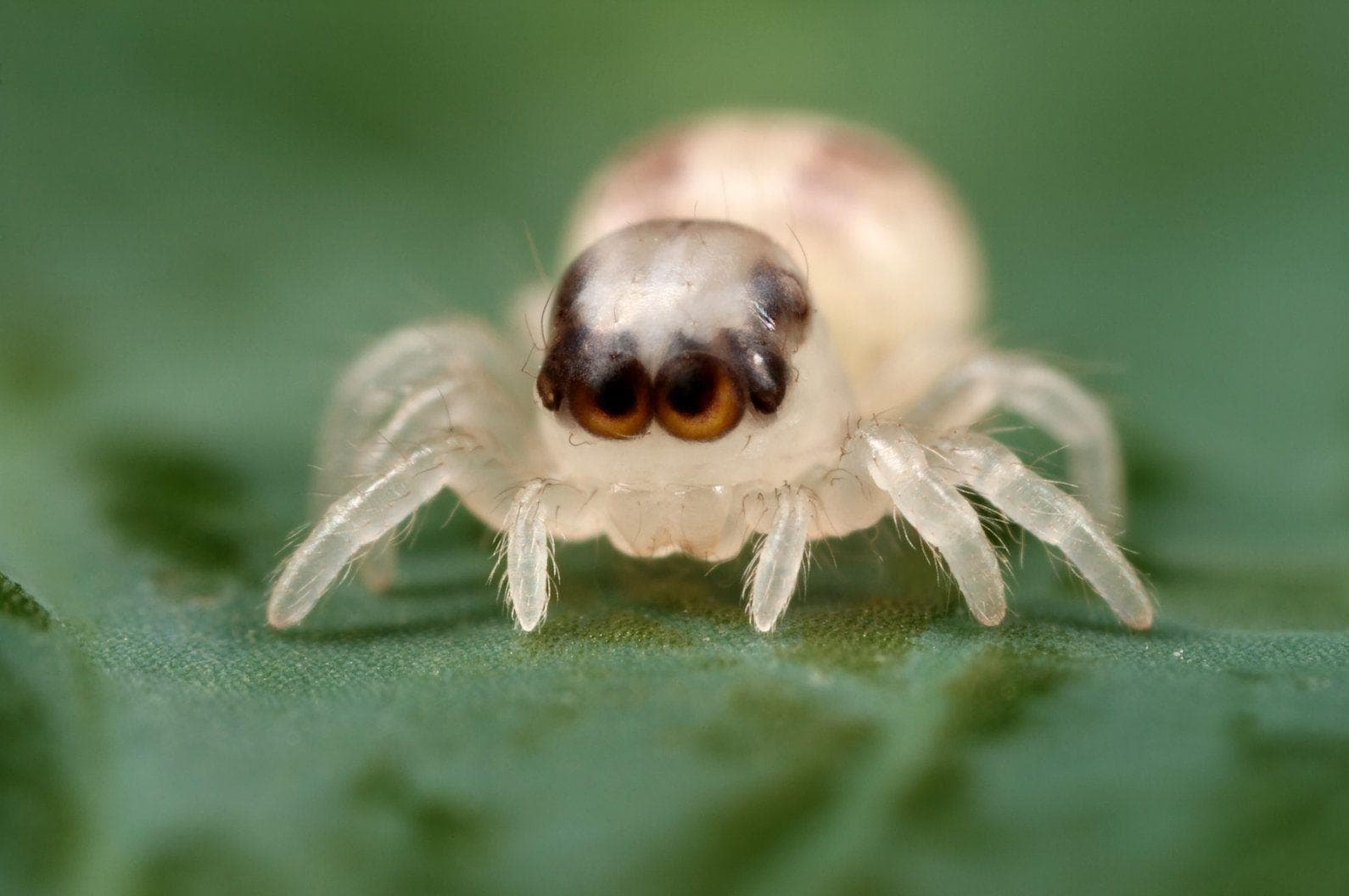 12 Cute Lil Spiders That'll Cure Your Arachnophobia (Photos)