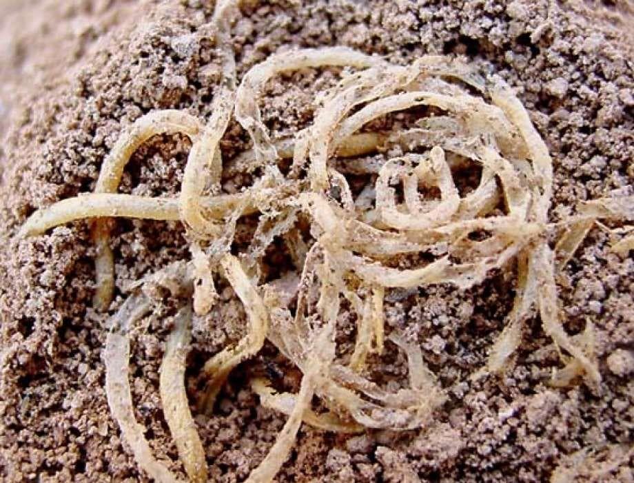 The Oldest Foods Ever Discovered By Archaeologists, Ranked By How ...