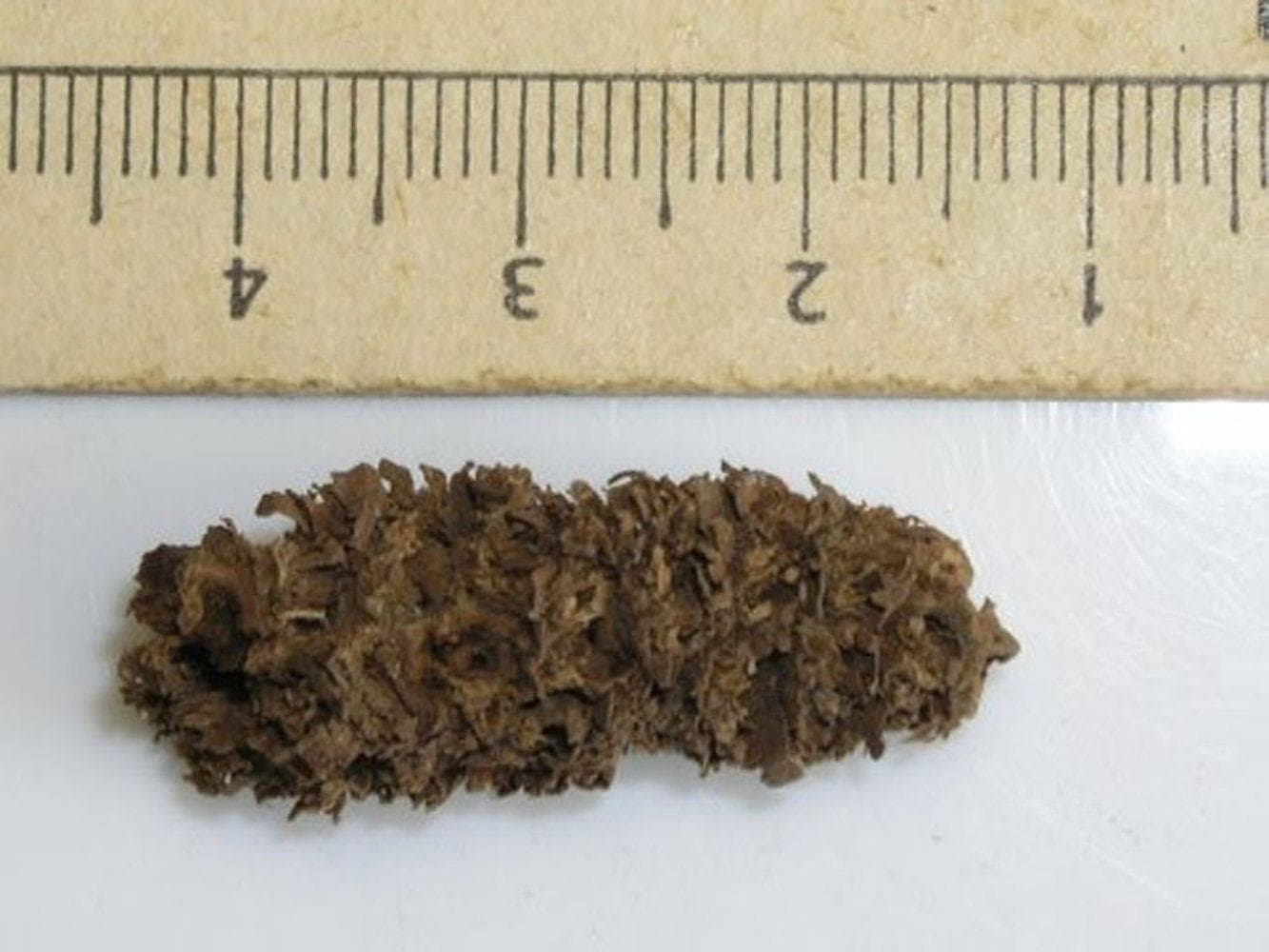 The Oldest Foods Ever Discovered By Archaeologists, Ranked By How ...