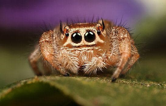 12 Cute Lil Spiders That'll Cure Your Arachnophobia (Photos)