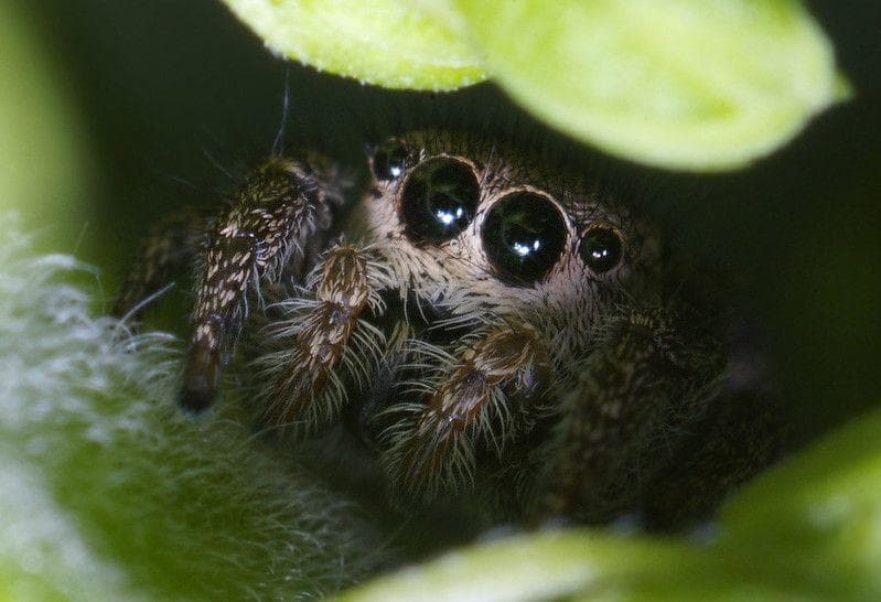 12 Cute Lil Spiders That'll Cure Your Arachnophobia (Photos)
