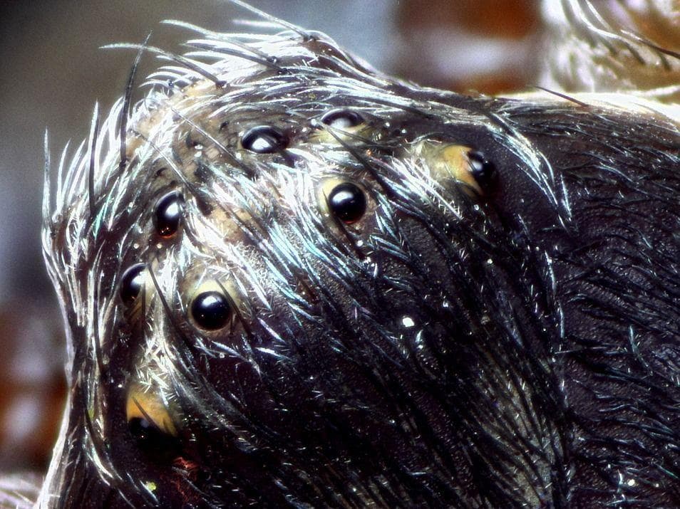 15 Captivating And Creepy Close-Ups Of Spider Faces