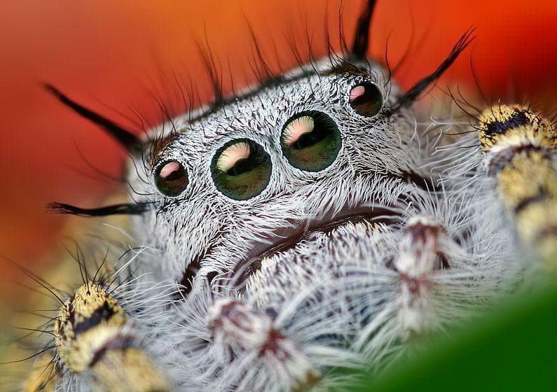 15 Captivating And Creepy Close-Ups Of Spider Faces