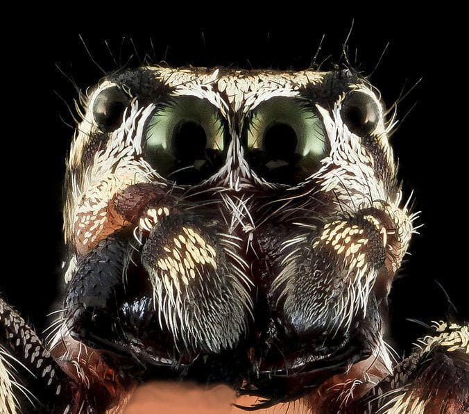15 Captivating And Creepy Close-Ups Of Spider Faces