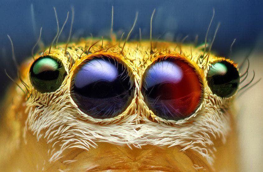 15 Captivating And Creepy Close-Ups Of Spider Faces