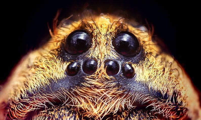 15 Captivating And Creepy Close-Ups Of Spider Faces