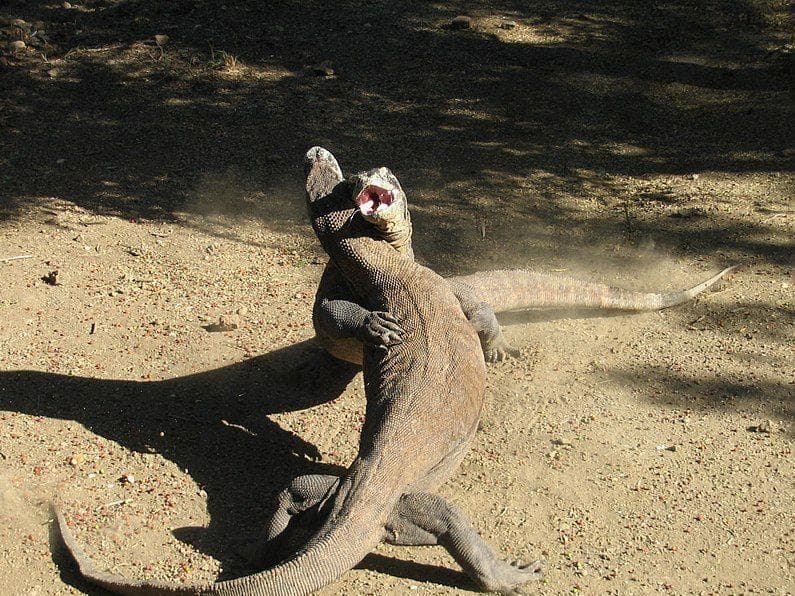 19 Evil Lizard Photos That Prove They Are The Devil's Minions