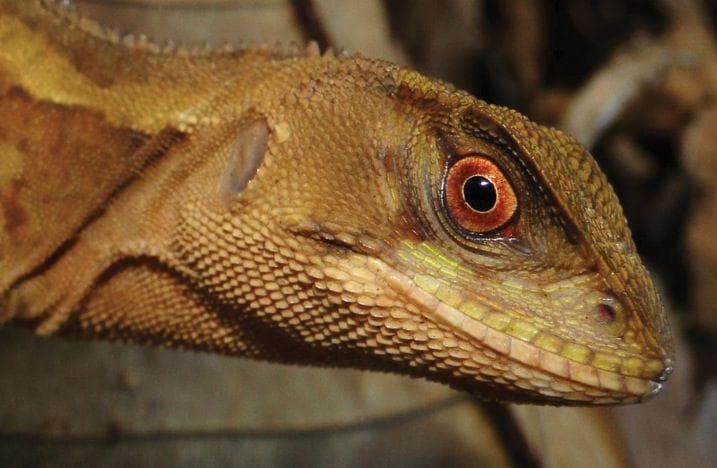 19 Evil Lizard Photos That Prove They Are The Devil's Minions
