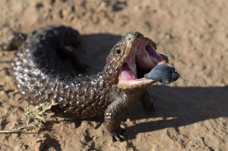 19 Evil Lizard Photos That Prove They Are The Devil's Minions
