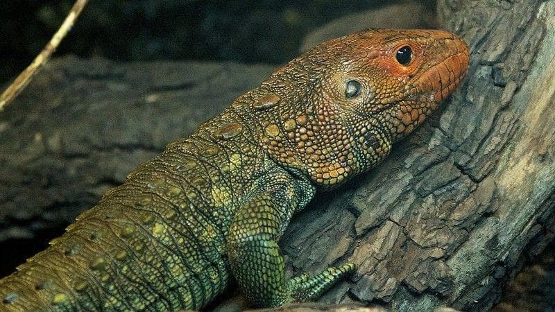 19 Evil Lizard Photos That Prove They Are The Devil's Minions
