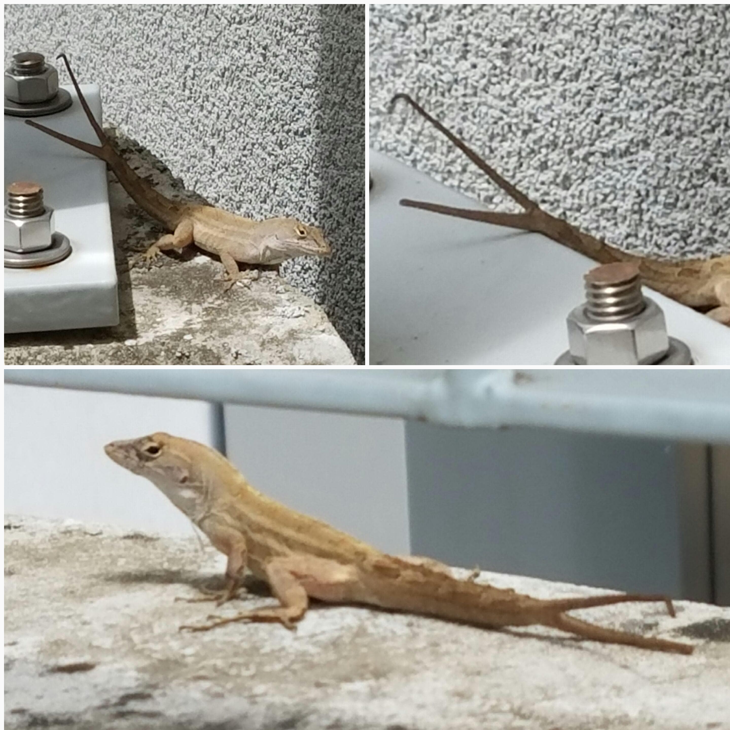 Bizarre Lizard Mutations That Belong in Freak Shows (Photos)