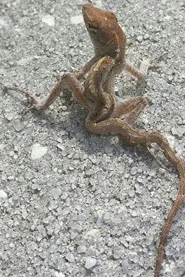Bizarre Lizard Mutations That Belong in Freak Shows (Photos)