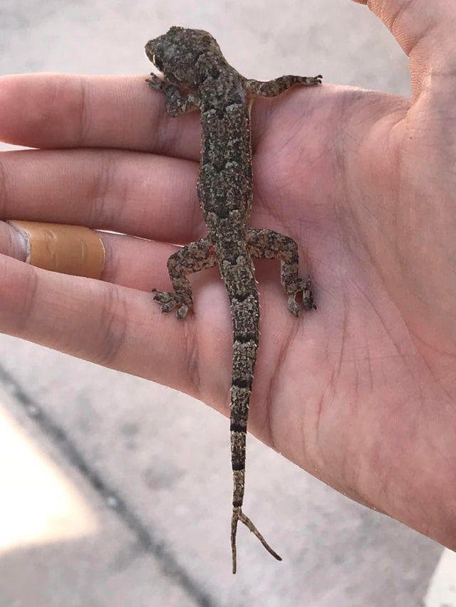 Bizarre Lizard Mutations That Belong in Freak Shows (Photos)