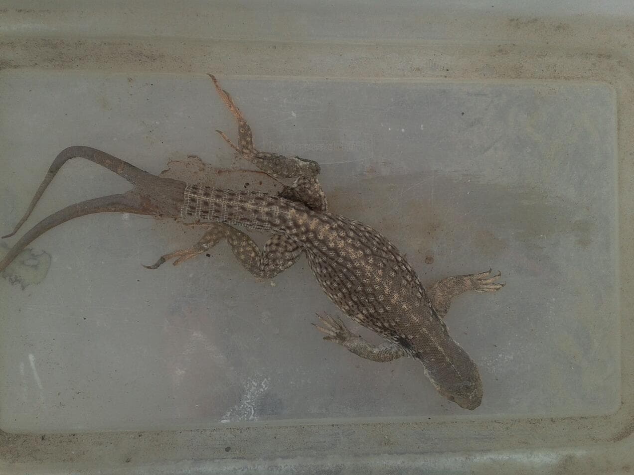 Bizarre Lizard Mutations That Belong in Freak Shows (Photos)