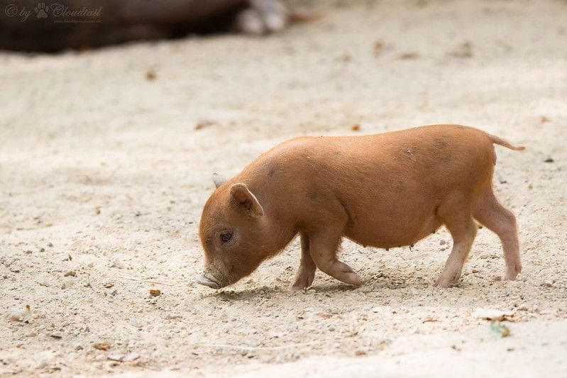 Cutest Dwarf Animals