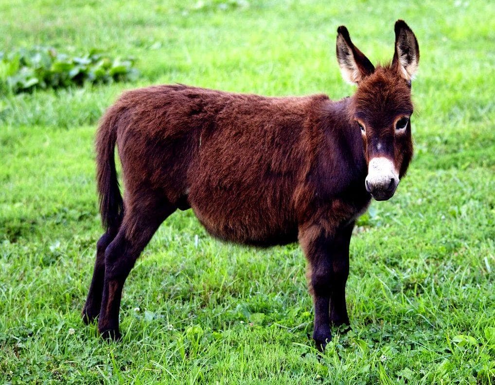 18 Pygmy And Dwarf Animals That Are So Cute It Hurts