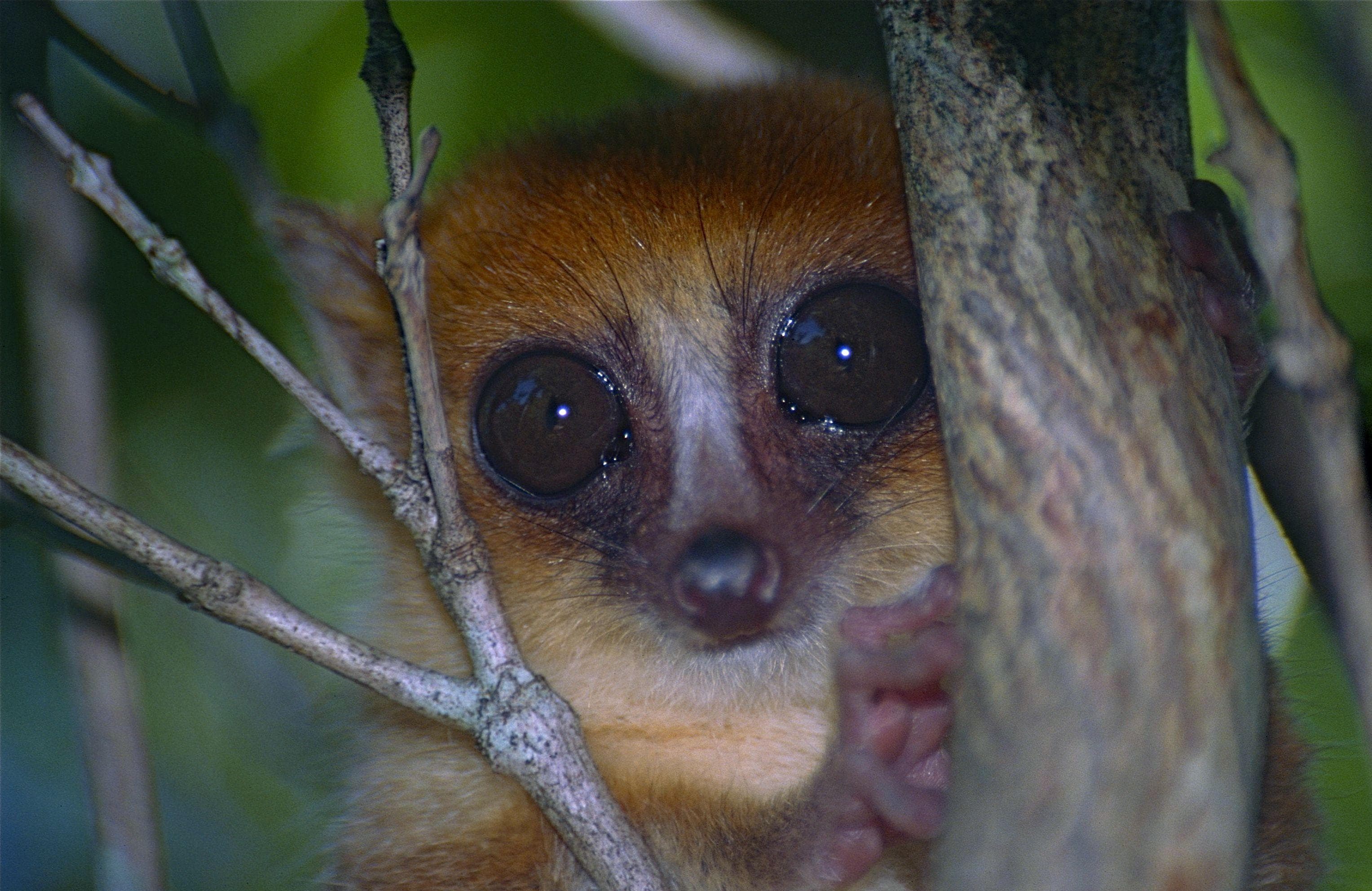 18 Pygmy And Dwarf Animals That Are So Cute It Hurts