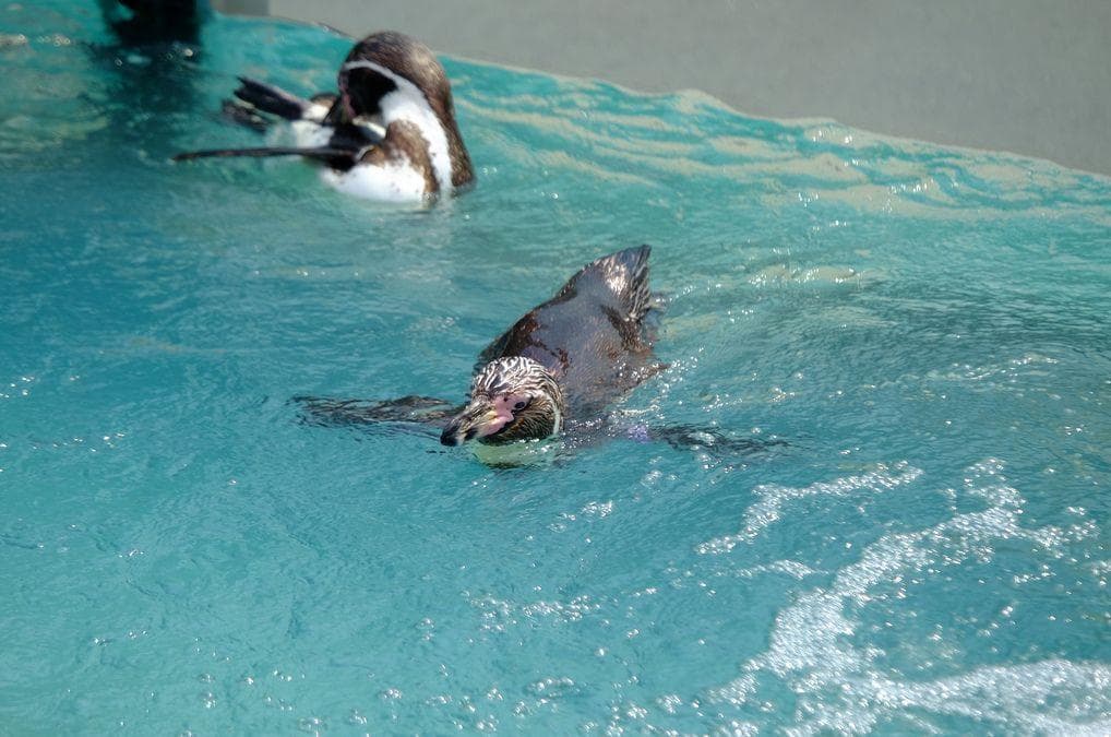 The Sweet And Tragic Tale Of Grape-Kun The Penguin