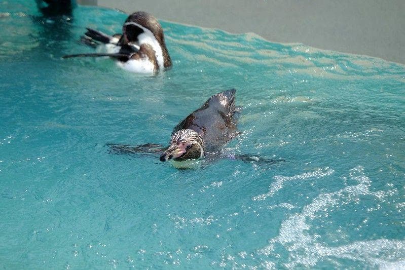 The Sweet And Tragic Tale Of Grape-Kun The Penguin