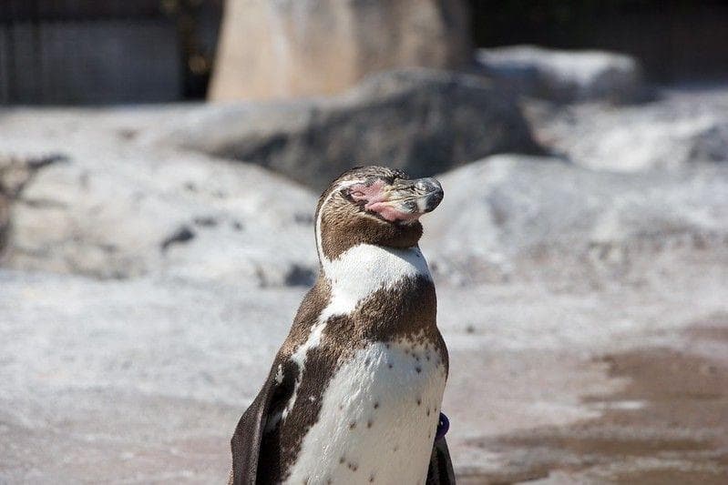 The Sweet And Tragic Tale Of Grape-Kun The Penguin