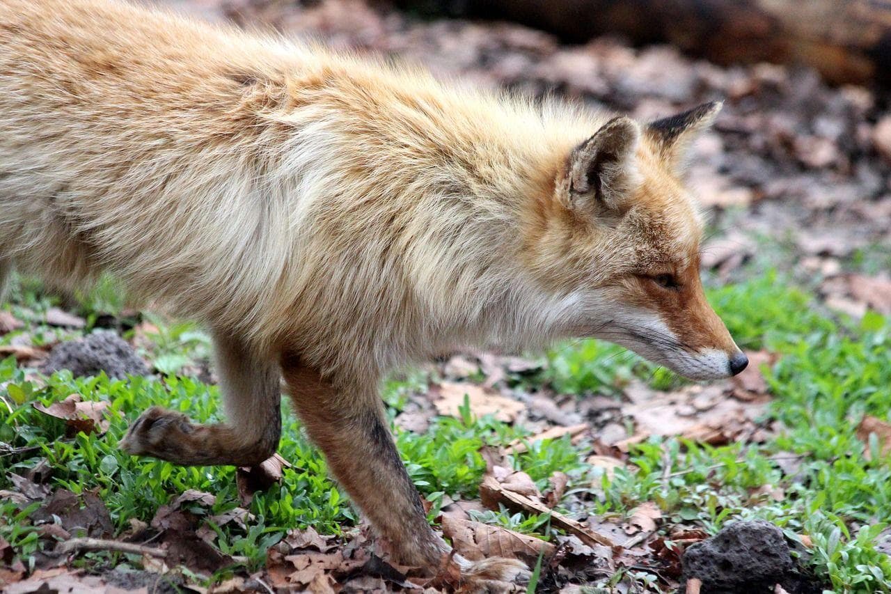 Russians Are Trying To Turn Foxes Into Pets—But They Noticed A Weird ...