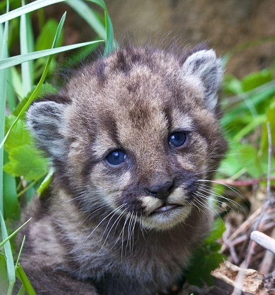 The Odd Lives Of Los Angeles Wild Mountain Lions